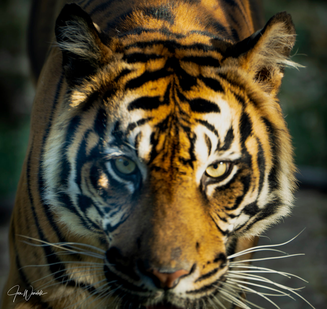 Eye of the Tiger – Pavilion Fine Arts